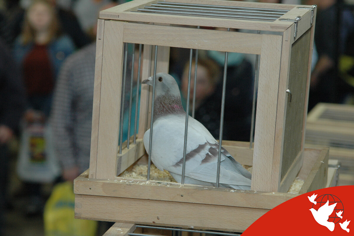 International PigeonMarket Kassel